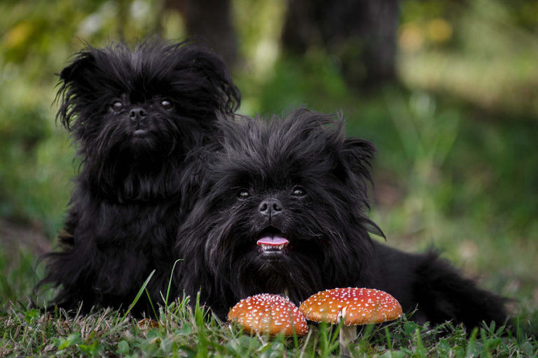 Affenpinscher - Cute little monkey dog | DogsGossip.com