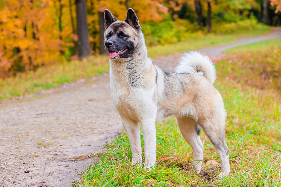 Akita - Snow country dog characteristics | DogsGossip.com