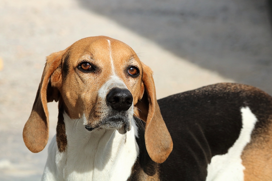 American Foxhound - Breed profile and facts | DogsGossip.com
