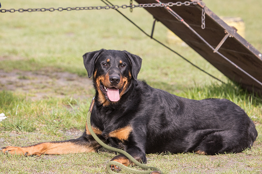 Anatolian Shepard - All you need to know | DogsGossip.com