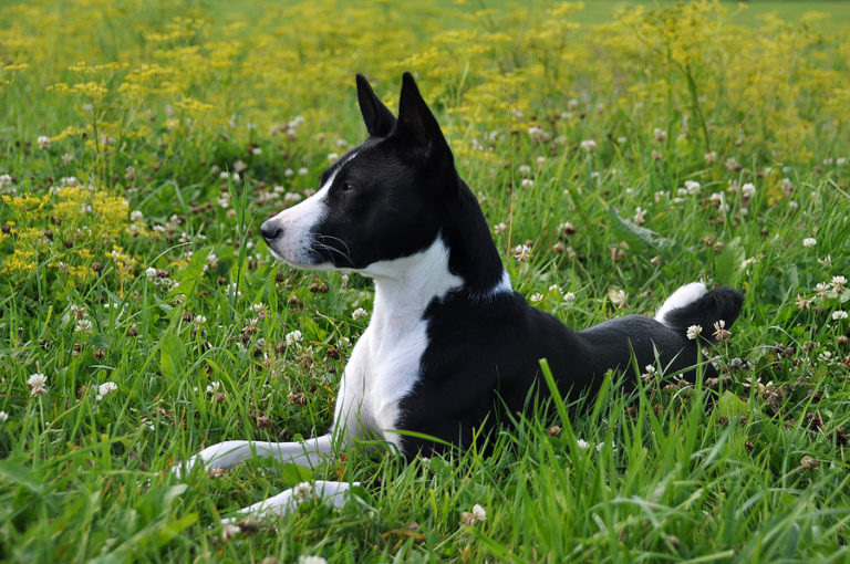 Basenji - Breed profile and facts | DogsGossip.com