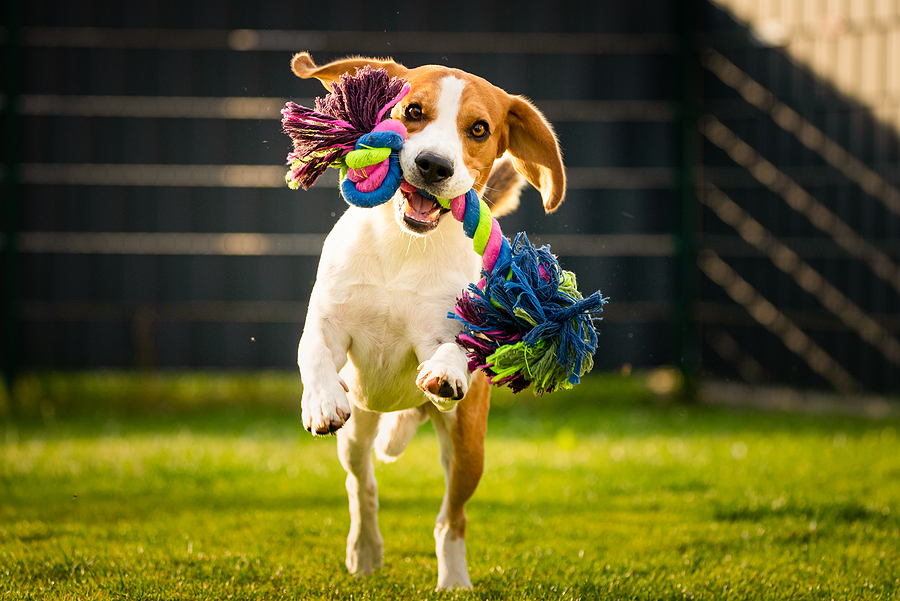Beagle -Breed profile all you need to know | DogsGossip.com
