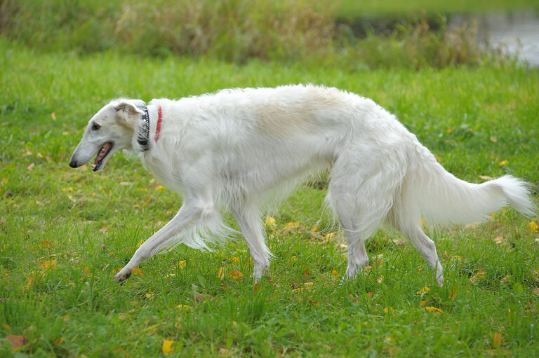 Borzoi - Breed profile, and characteristics | DogsGossip.com