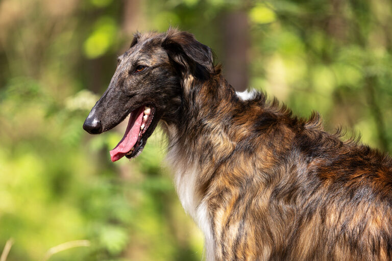Borzoi - Breed profile, and characteristics | DogsGossip.com