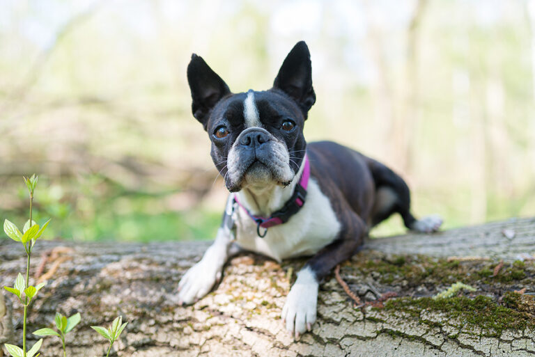 Boston Terrier - All you need to know | DogsGossip.com