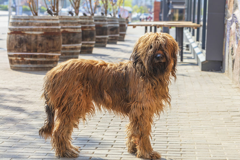 Briard - breed profile, info and facts | DogsGossip.com