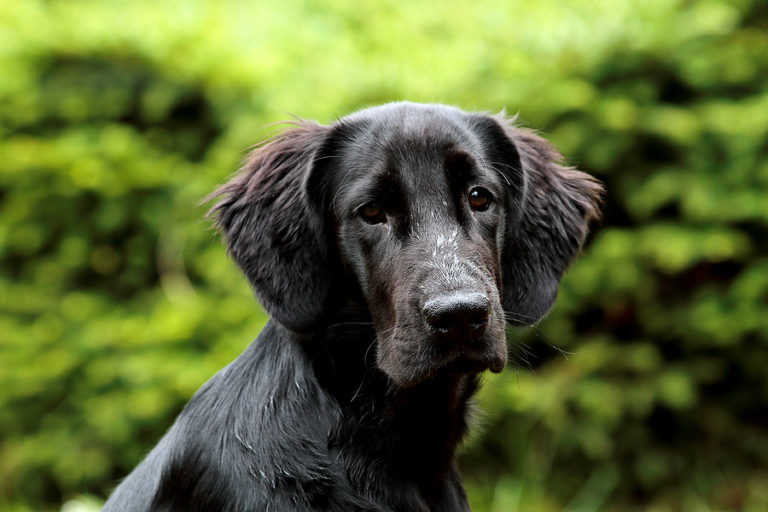 Flat Coated Retriever -All you need to know | DogsGossip.com
