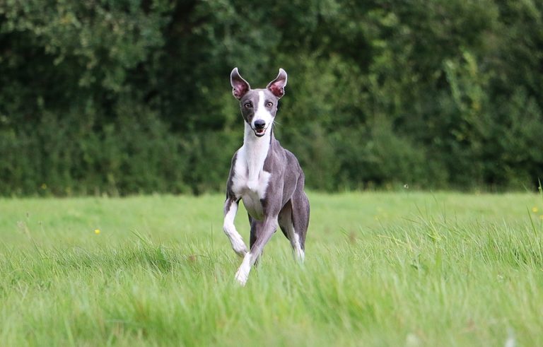Whippet - Fast and Beautiful facts | DogsGossip.com