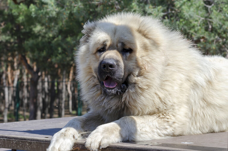 Russian Bear Dog - Everything you need | DogsGossip.com