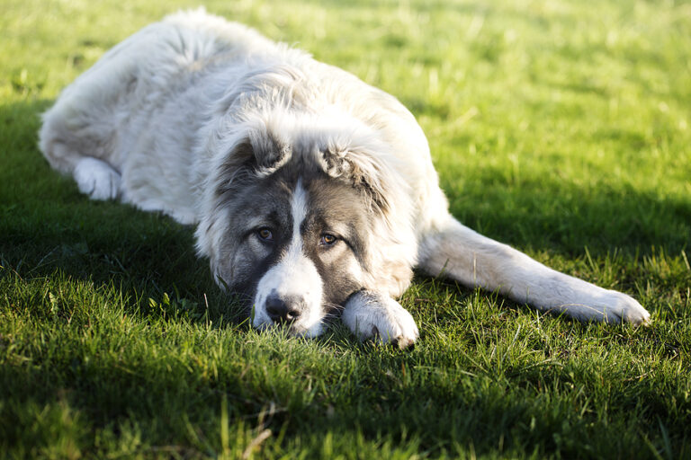 Russian Bear Dog - Everything you need | DogsGossip.com