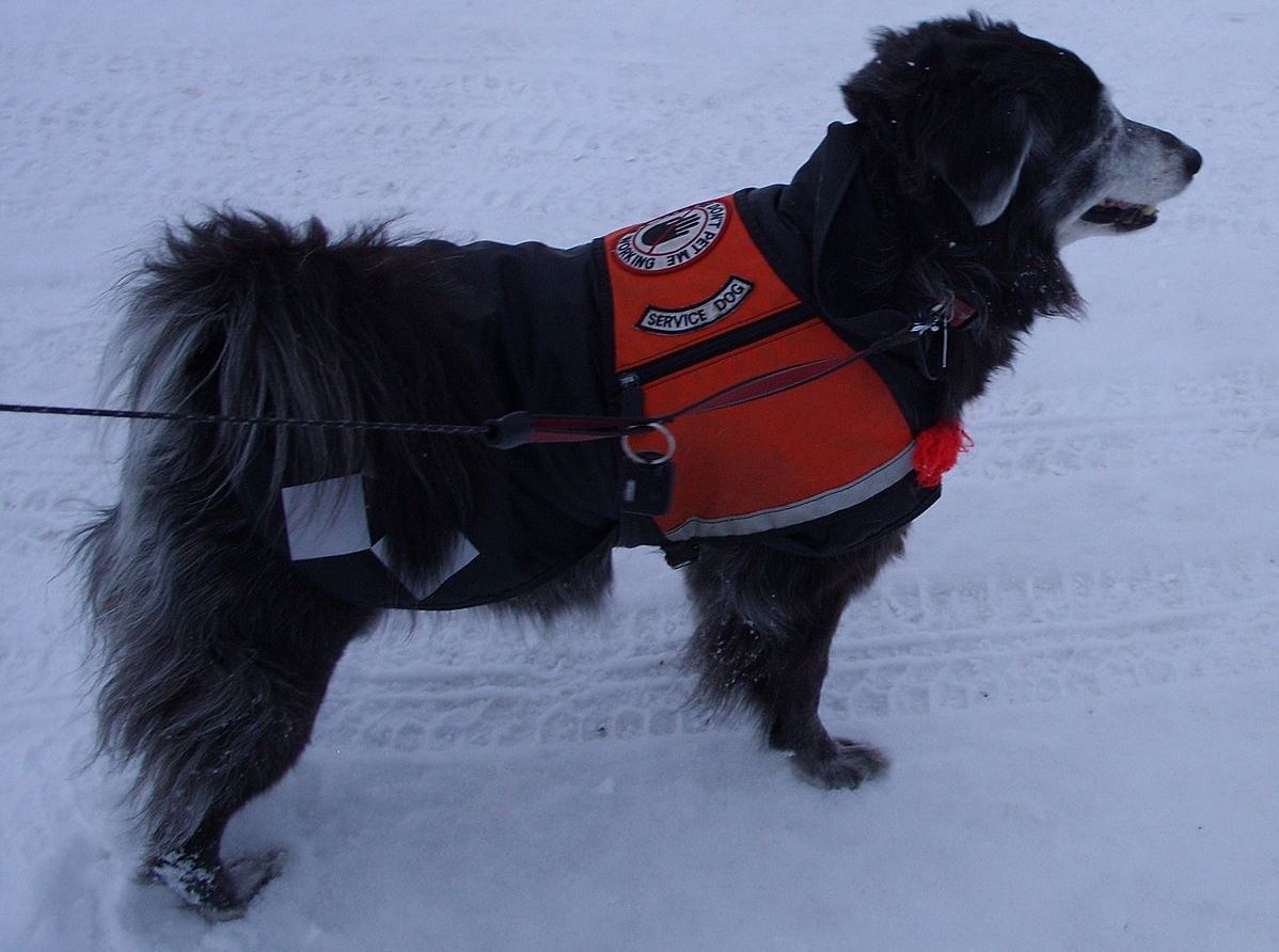 Best Emotional Support Dog Vests | DogsGossip.com
